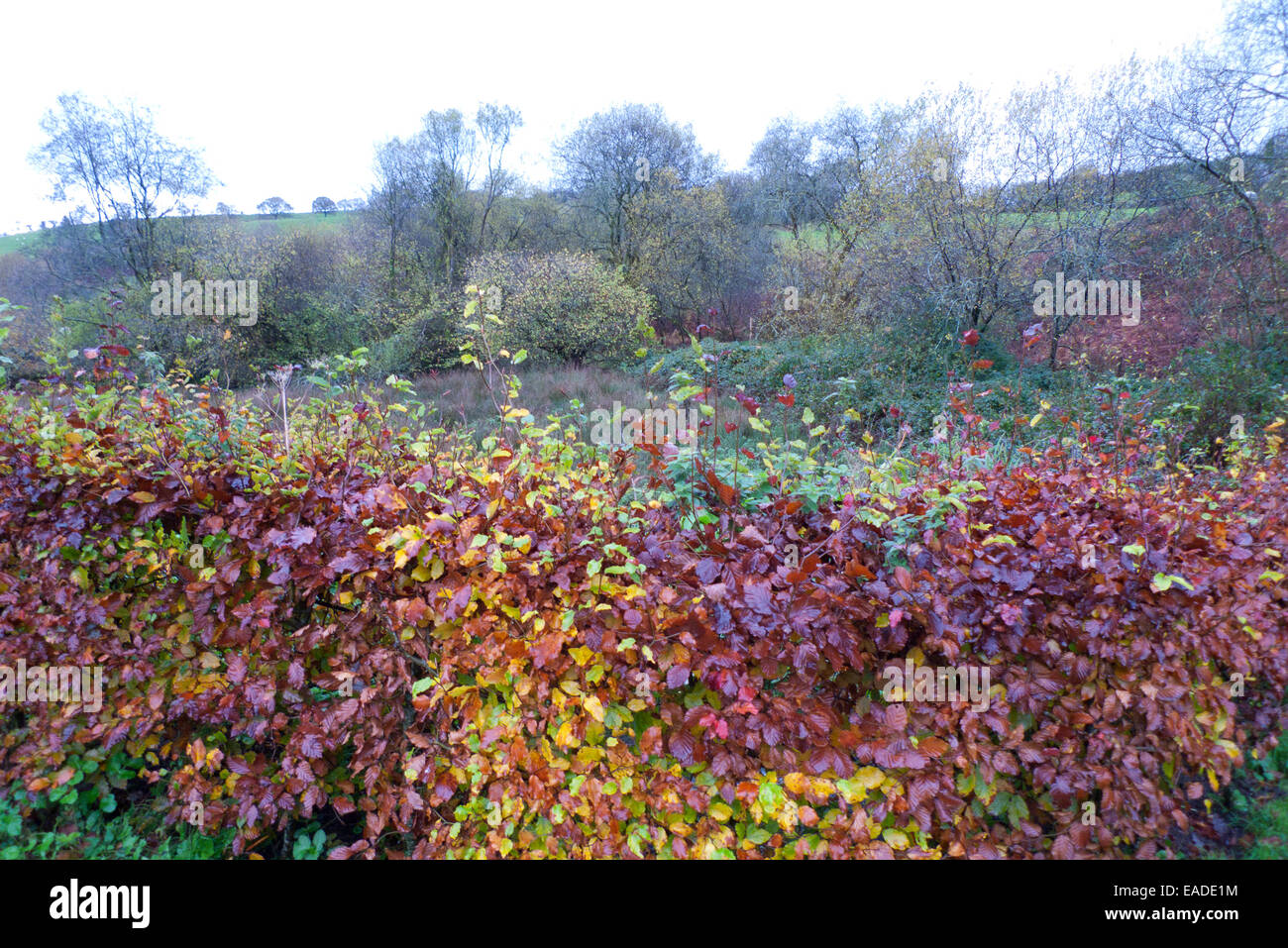 Beech hedge uk hi-res stock photography and images - Alamy