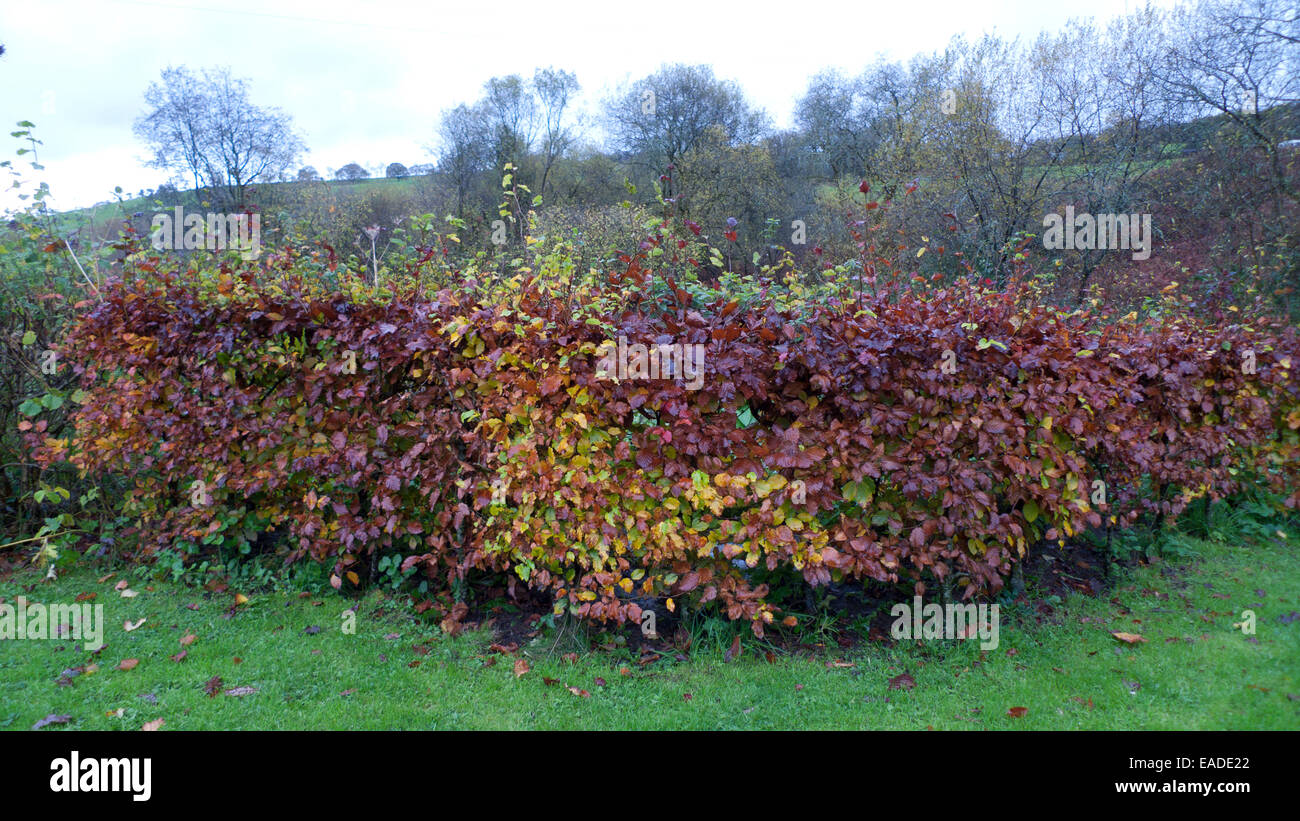 Beech hedge uk hi-res stock photography and images - Alamy