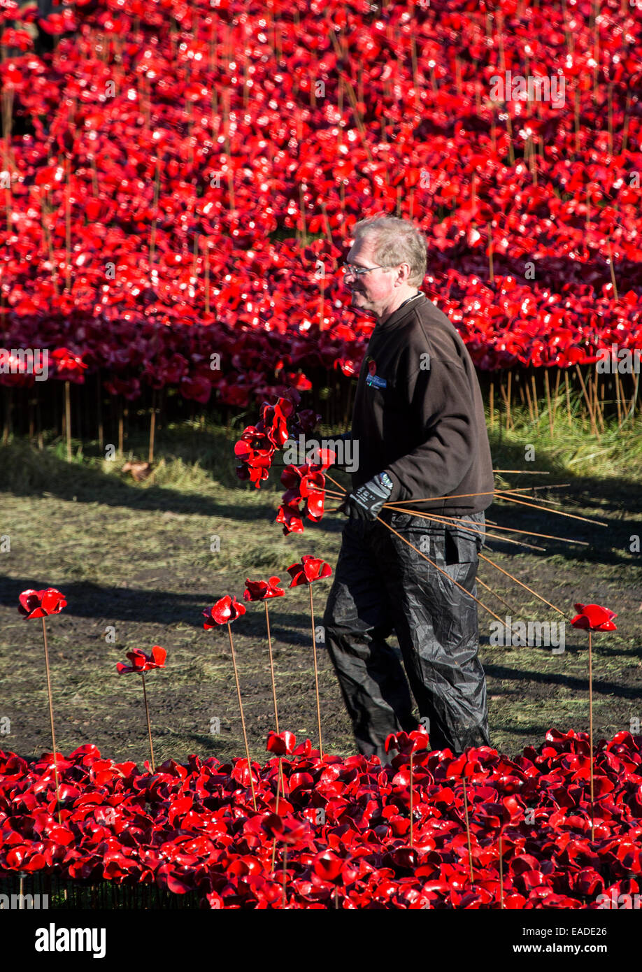 London, UK. 12th November, 2014. Tower of London Poppies are starting ...