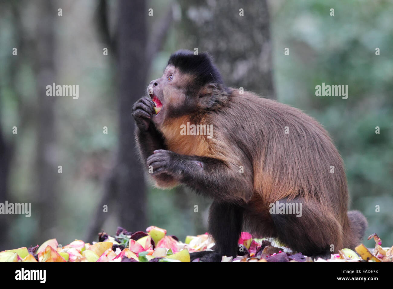Tufted capuchin (Cebus apella) eating fruit Stock Photo - Alamy
