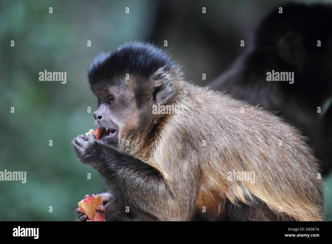Tufted capuchin (Cebus apella) eating fruit Stock Photo - Alamy