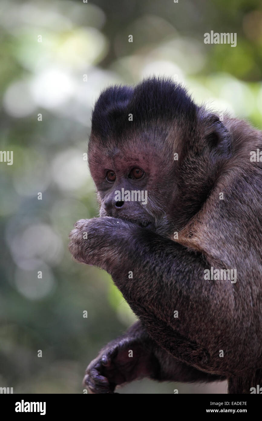 Tufted capuchin monkey hi-res stock photography and images - Alamy
