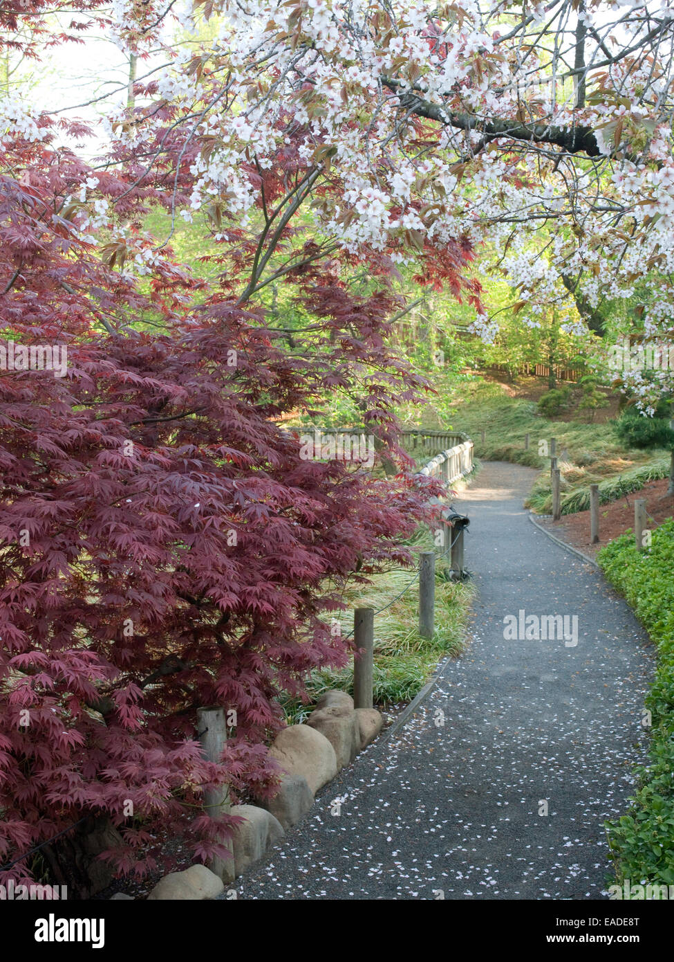Japanese Maple in Spring garden with pathway and flower pedals Stock ...