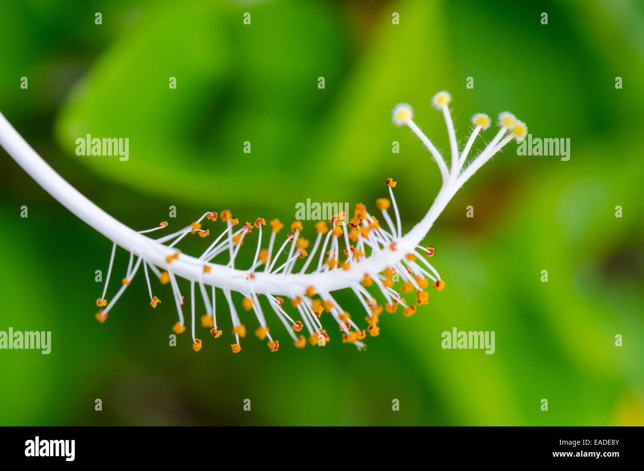Carpel detail flower hibiscus hi-res stock photography and images - Alamy