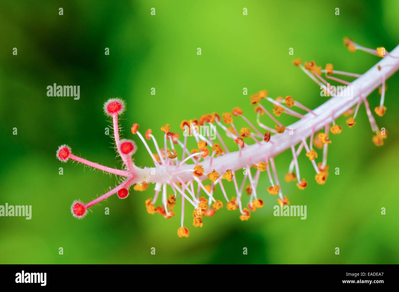 Close up red carpel of the Snowflake Hibiscus ( Hibiscus rosa sinensis ...