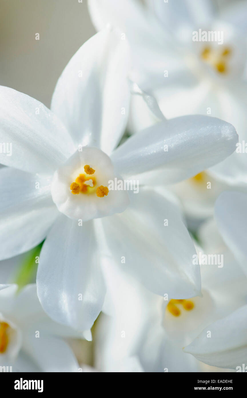 Paperwhites, Narcissus papyraceus, White subject Stock Photo - Alamy