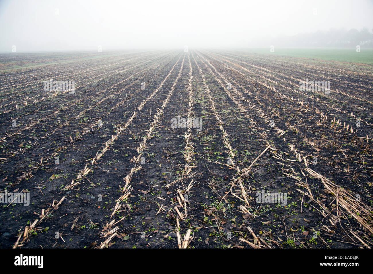November mist hi-res stock photography and images - Alamy