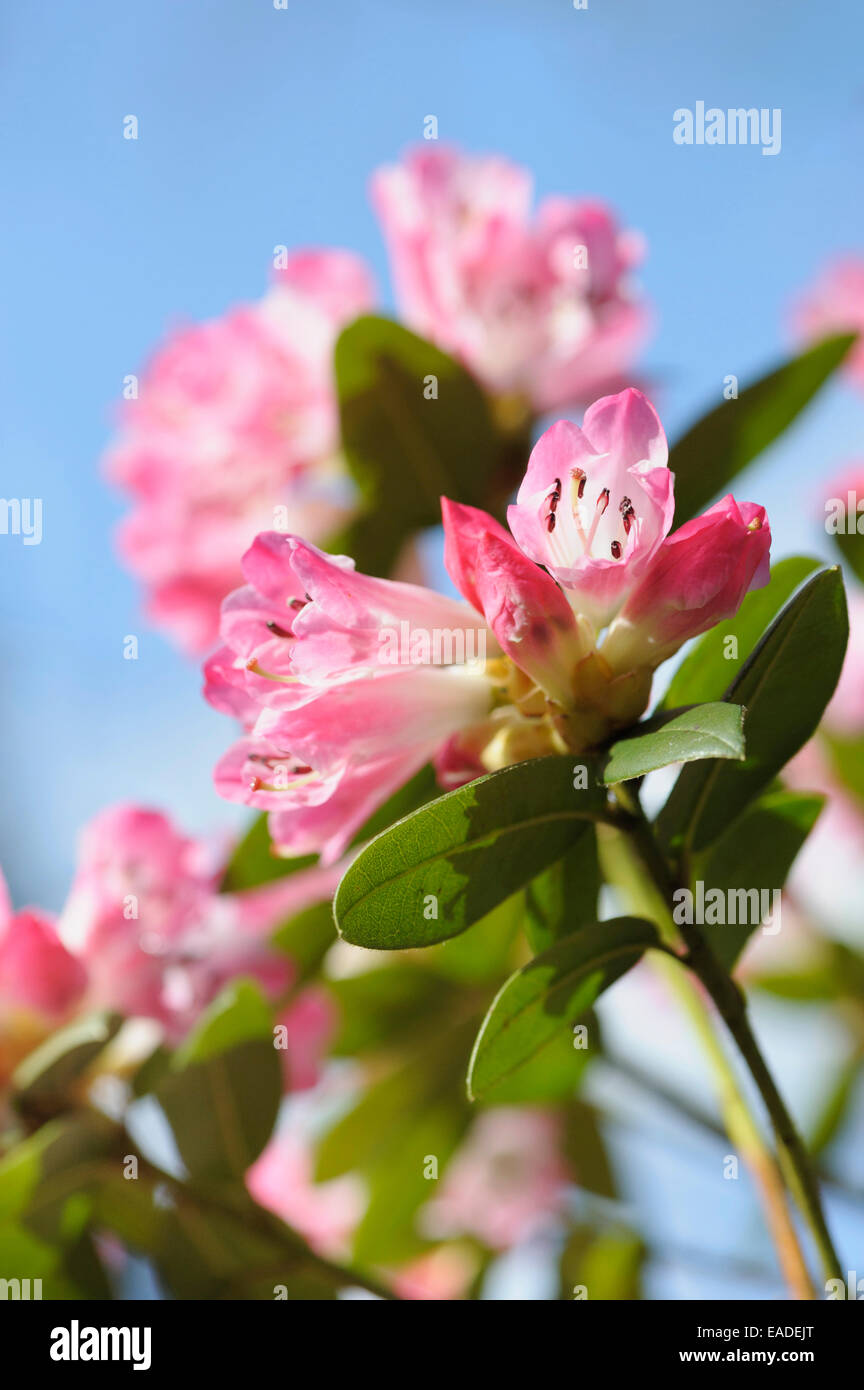 Rhododendron 'Seta', Rhododendron 'Seta', Pink subject, Blue background ...