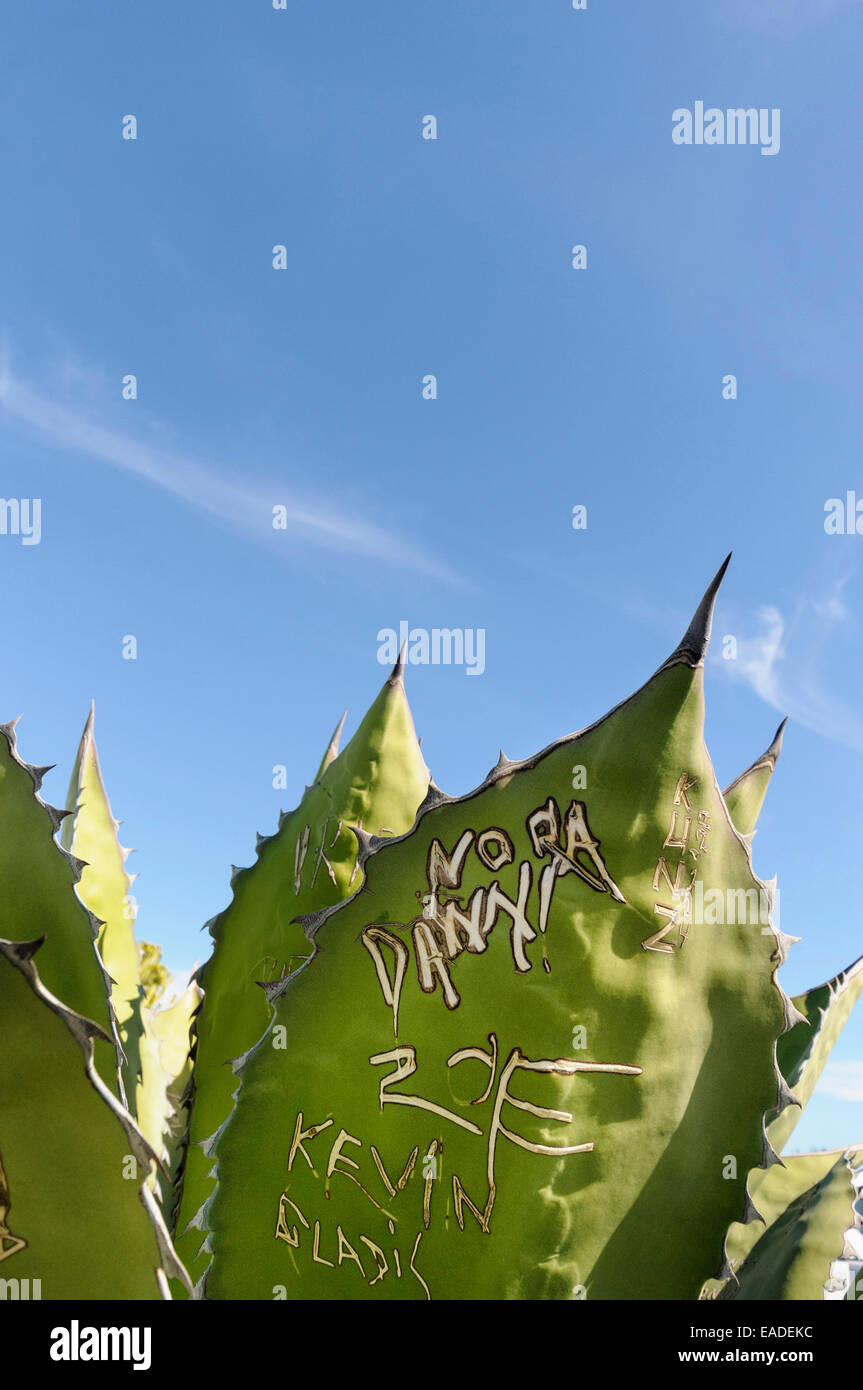Agave, Giant agave, Agave salmiana, Green subject, Blue background ...