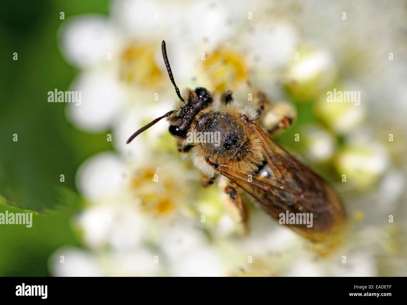 Strawberry pollination hi-res stock photography and images - Alamy