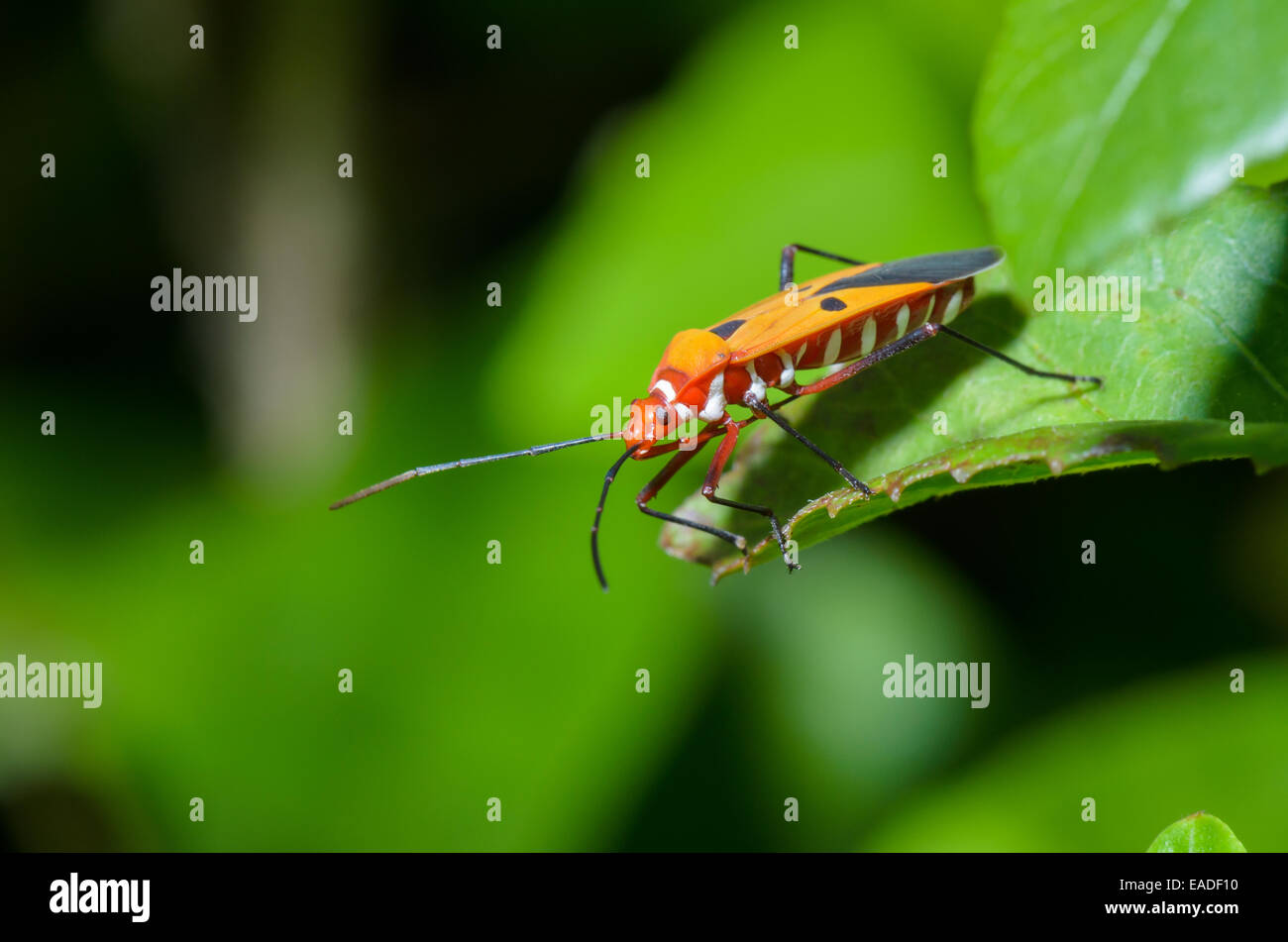 Cotton stainer hi-res stock photography and images - Alamy
