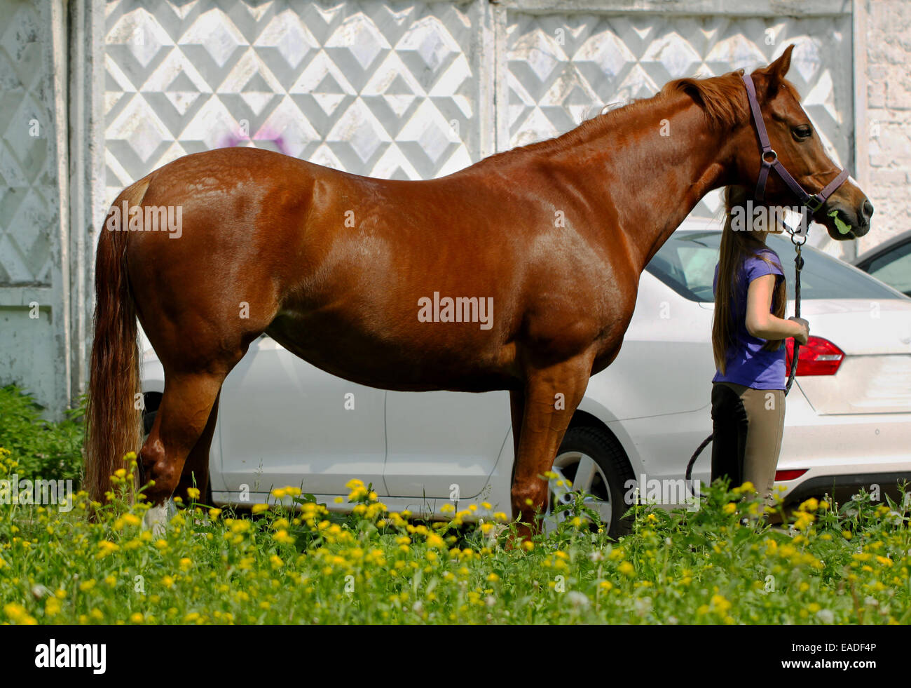 beautiful horse leads the bridle girl on street Stock Photo - Alamy