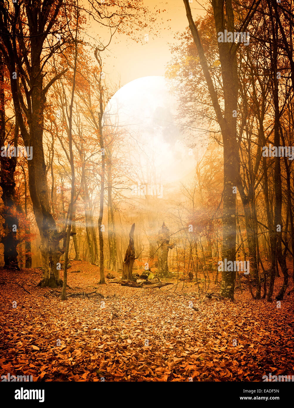 The moon in autumnn forest with fallen leaves. Elements of this image ...