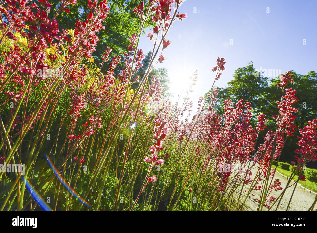 Pink garden flowers, Czech Republic, Southern Bohemia, Hluboka nad ...