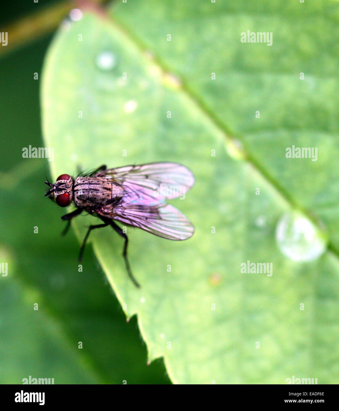 fly photographed close up on a green leaf Stock Photo - Alamy