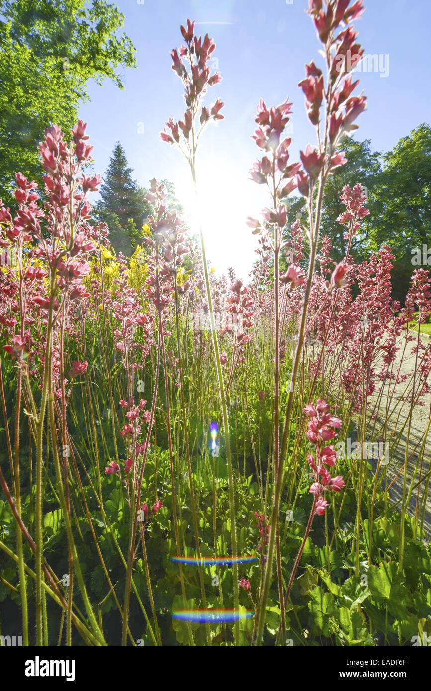 Pink garden flowers, Czech Republic, Southern Bohemia, Hluboka nad ...