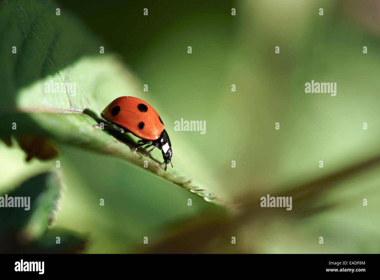 Ladybird, Red subject, Green background Stock Photo - Alamy