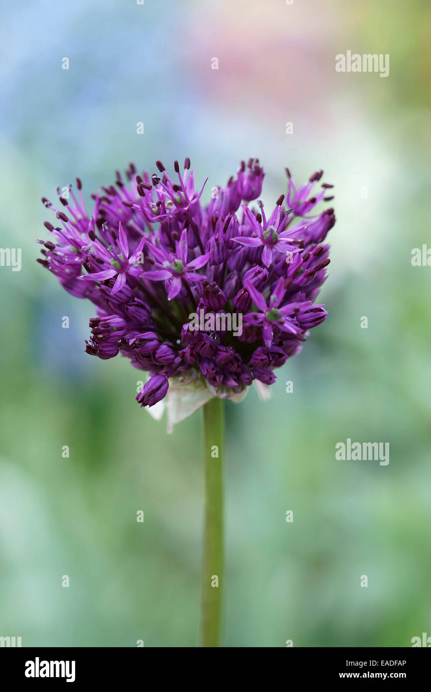 Allium, Allium aflatunense 'Purple Sensation', Purple subject Stock ...
