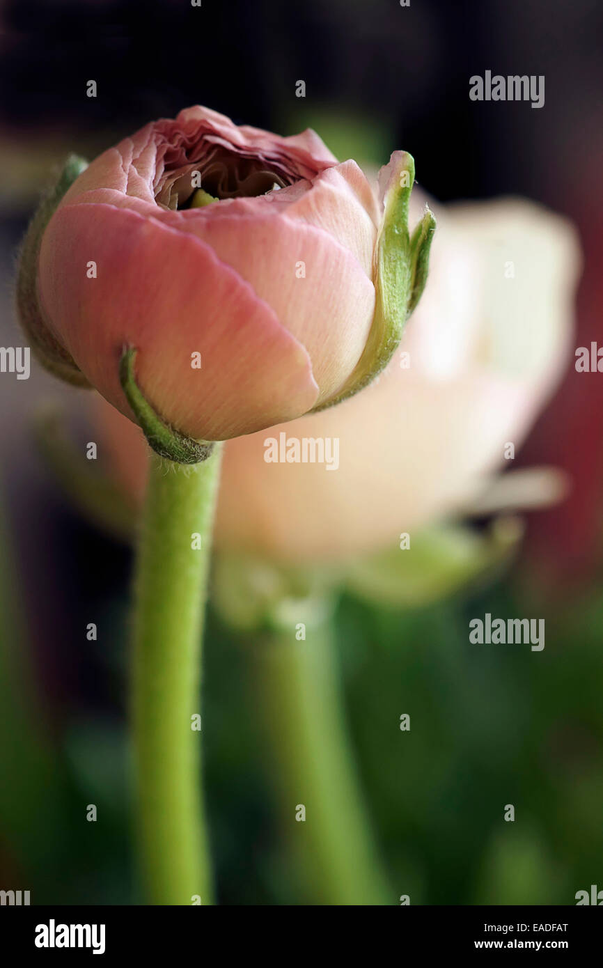 Ranunculus pastel pink hi-res stock photography and images - Alamy
