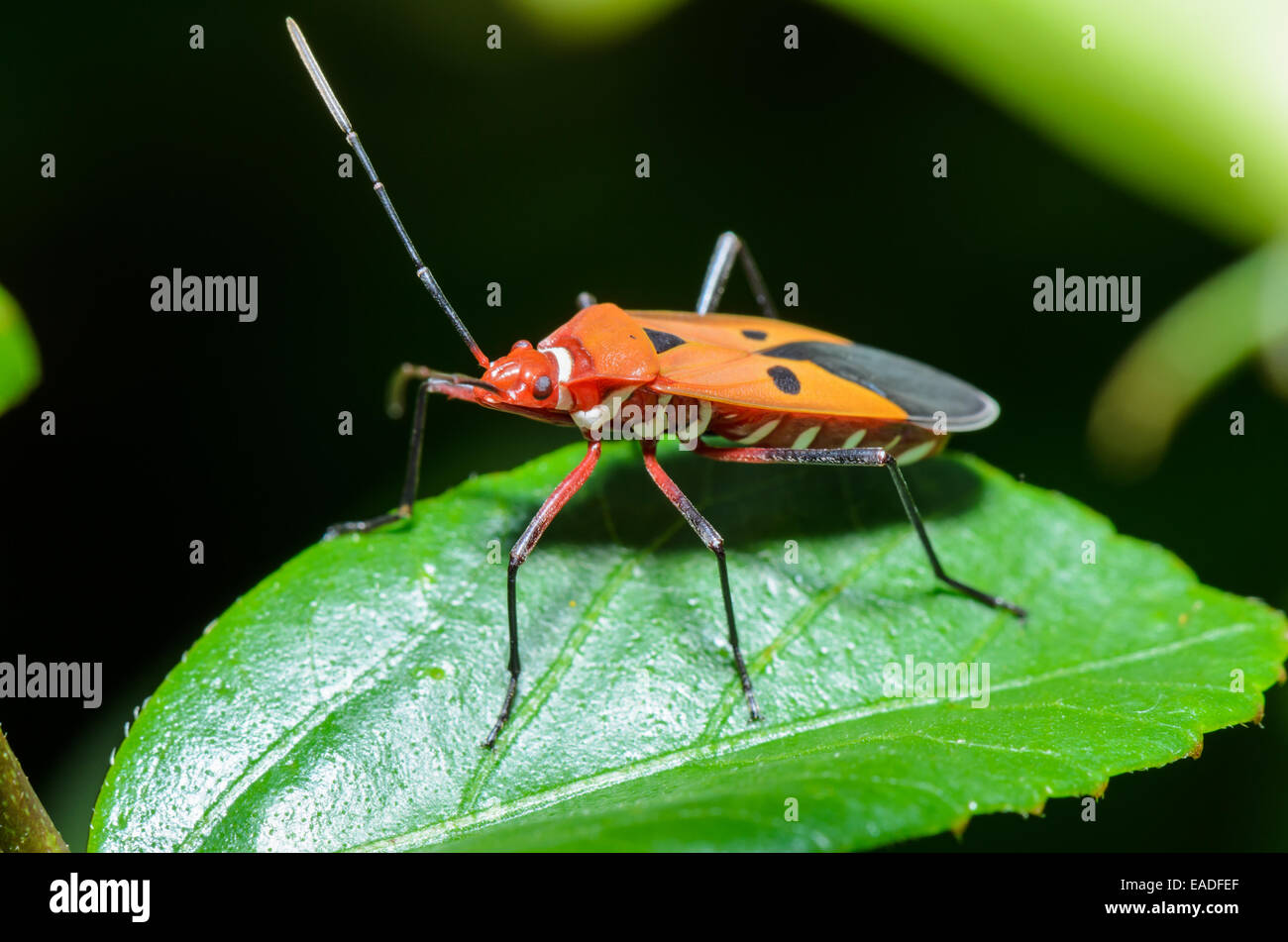 Red color insect hi-res stock photography and images - Alamy