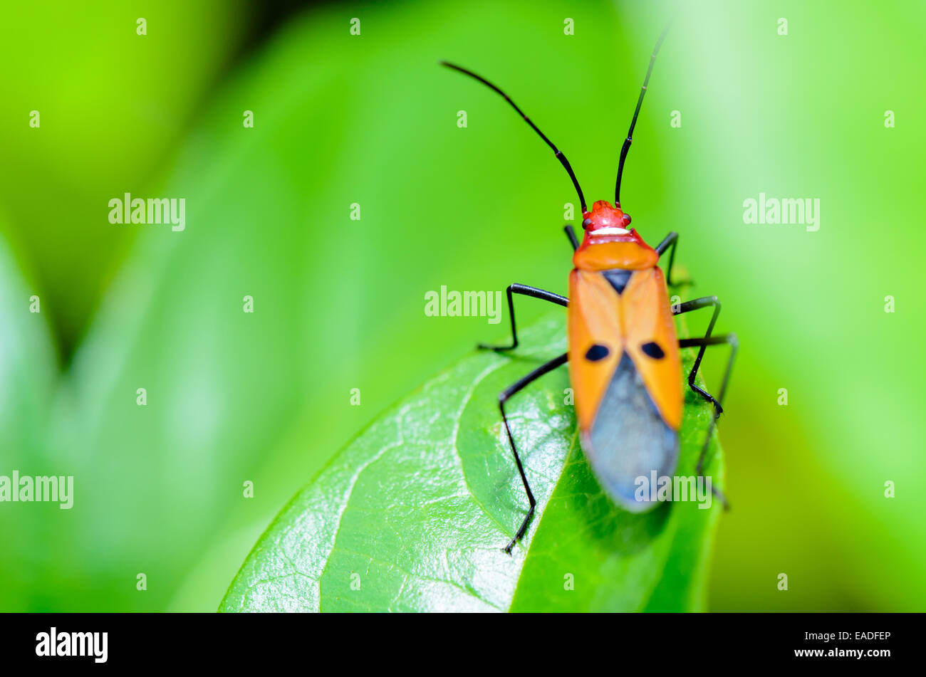 Red Cotton Bug (Dysdercus cingulatus) Close-up on a green leaf Stock ...