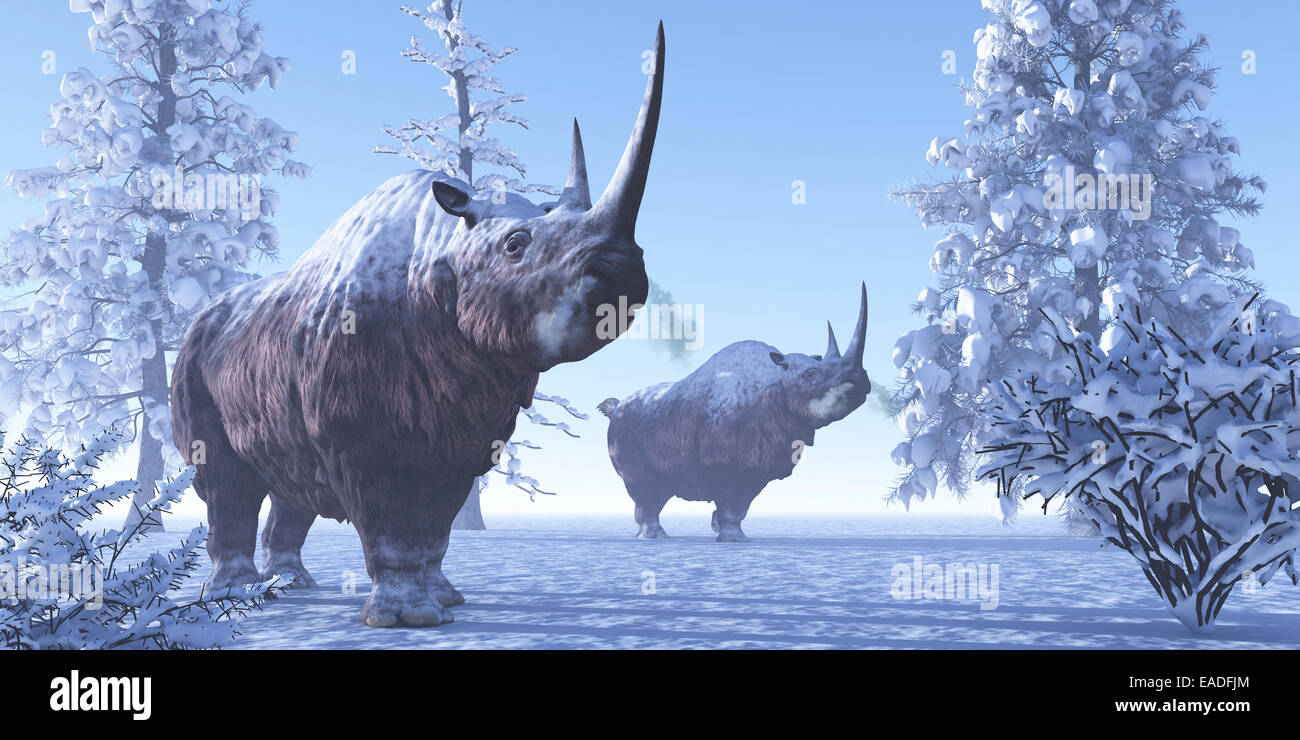 Woolly Rhino males keep each other company during a snowy winter in the ...
