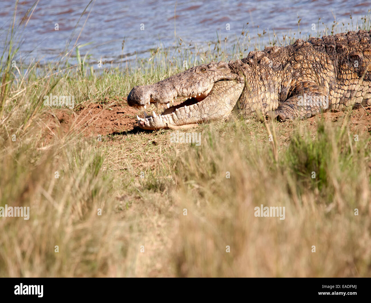 A Nile crocodile ( Crocodylus niloticus ) is hauled out on the banks of ...