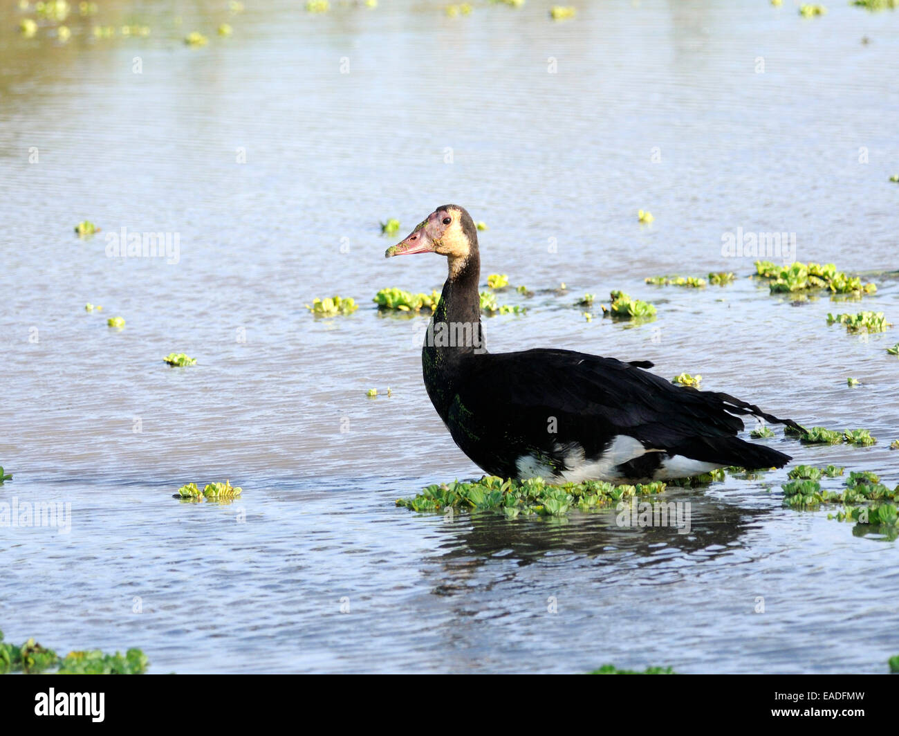 Spur winged goose hi-res stock photography and images - Alamy