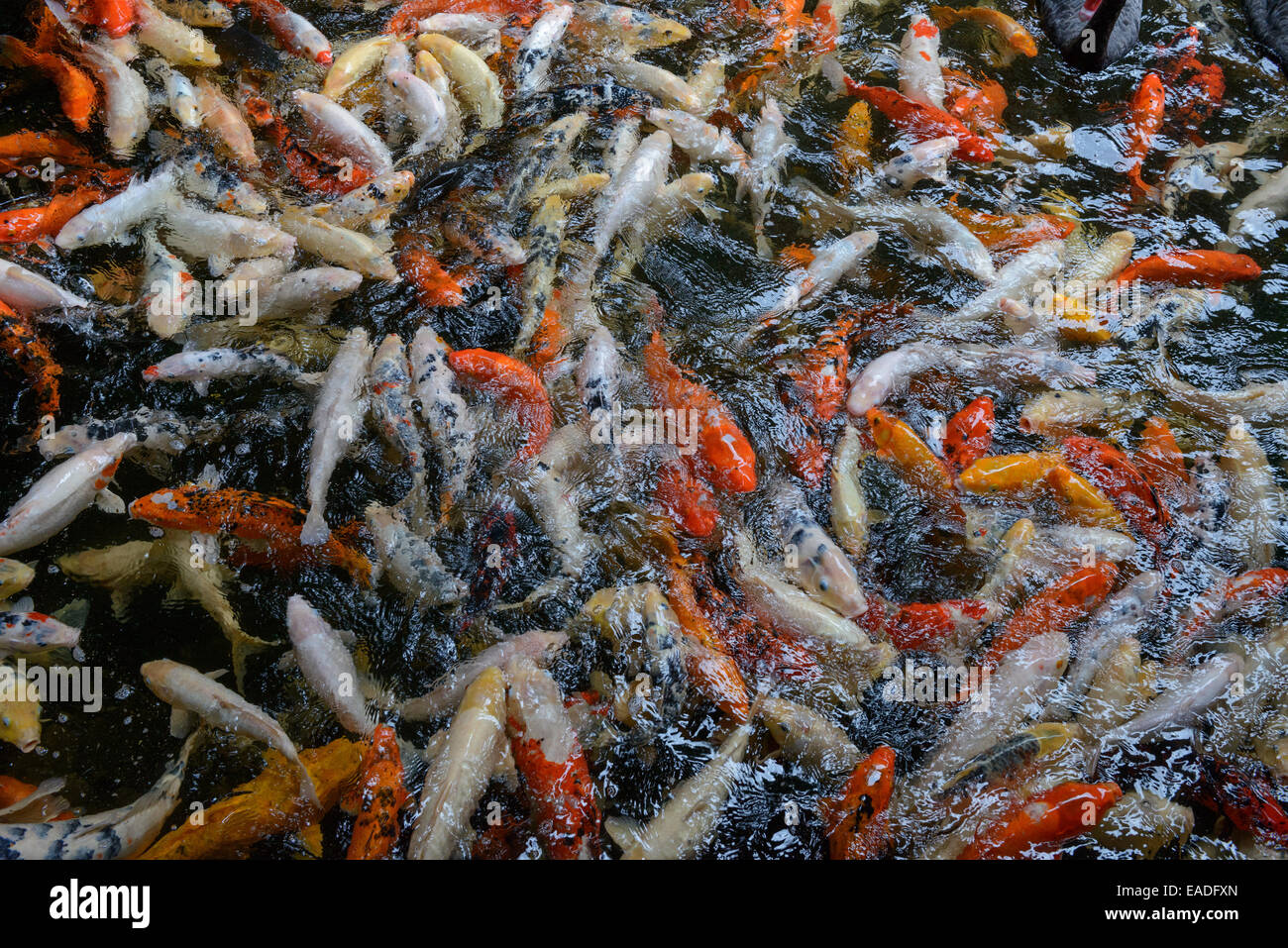 Many large fishes are splashing at the water surface Stock Photo - Alamy