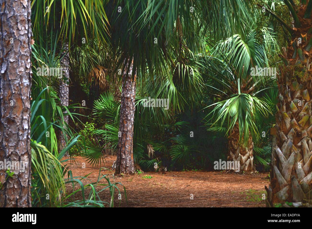 Path in the forest of palm trees Stock Photo - Alamy