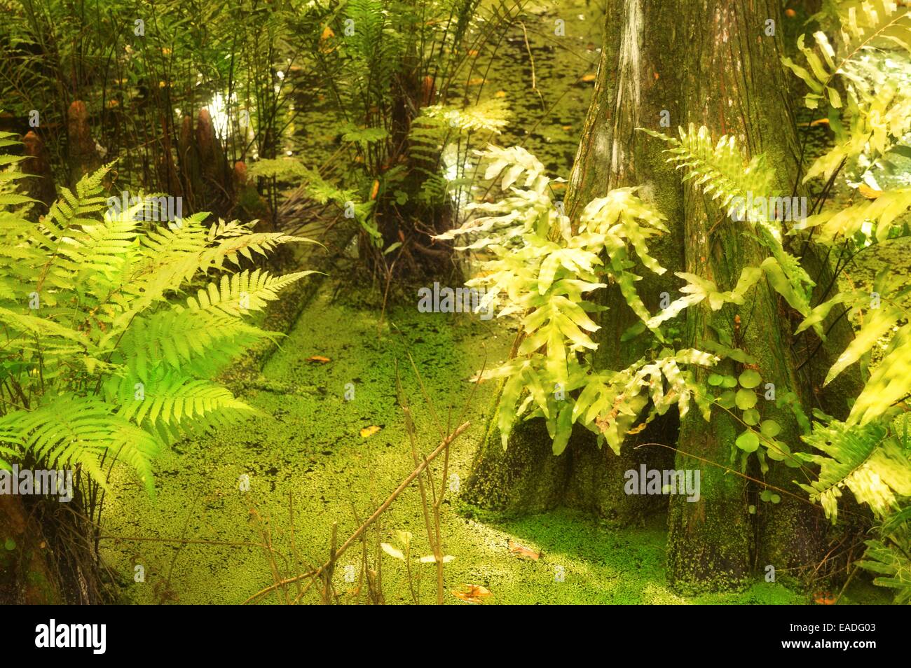 fern forest in the bog Stock Photo - Alamy
