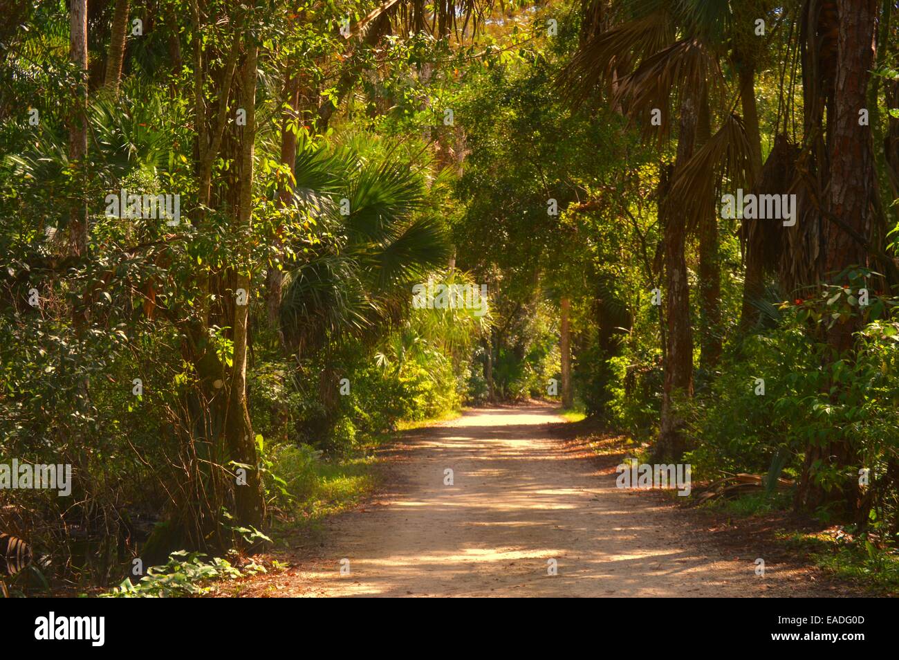 Path in the forest of palm trees Stock Photo - Alamy