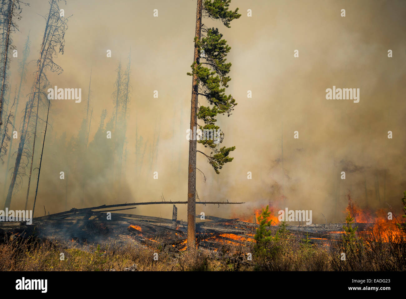 Prescribed burn alongside the Bow Valley Parkway, Banff National Park ...