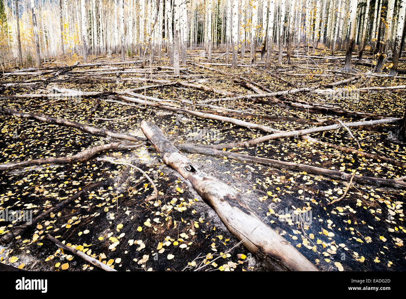Aftermath of prescribed burn area, Banff National Park, Alberta, Canada ...
