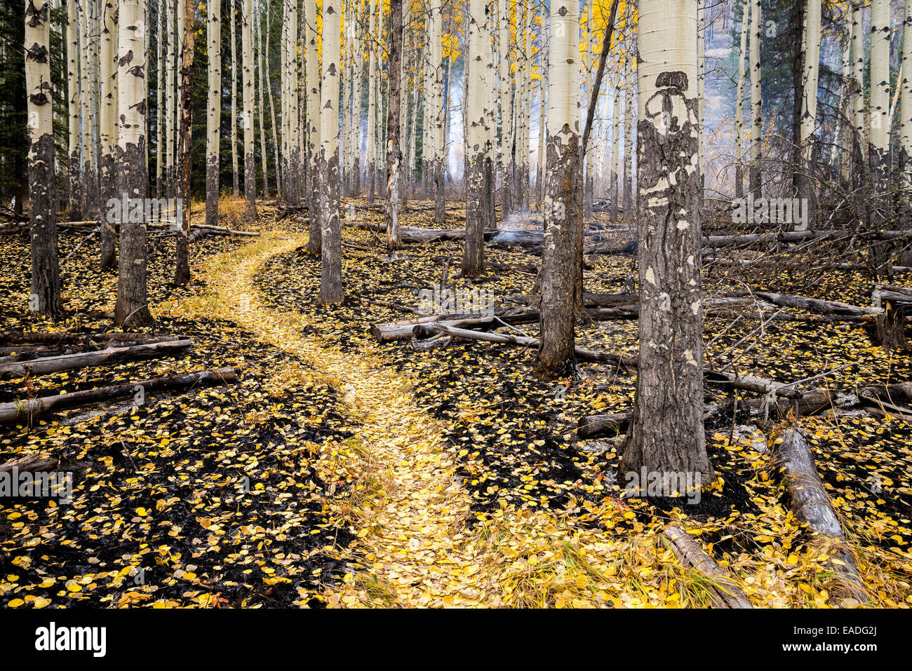 Distinctive mark hi-res stock photography and images - Alamy