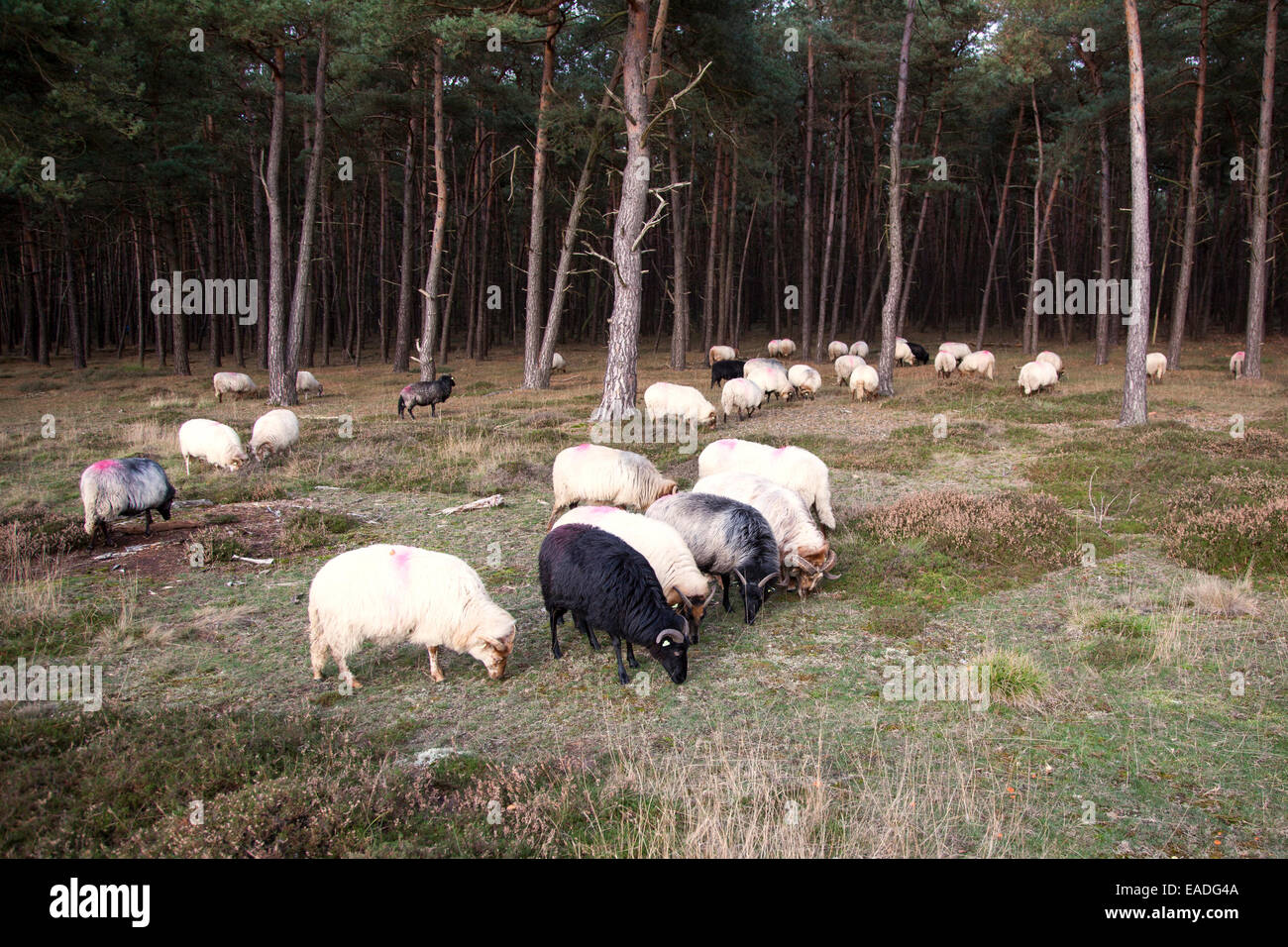 Sheep and forest hi-res stock photography and images - Alamy