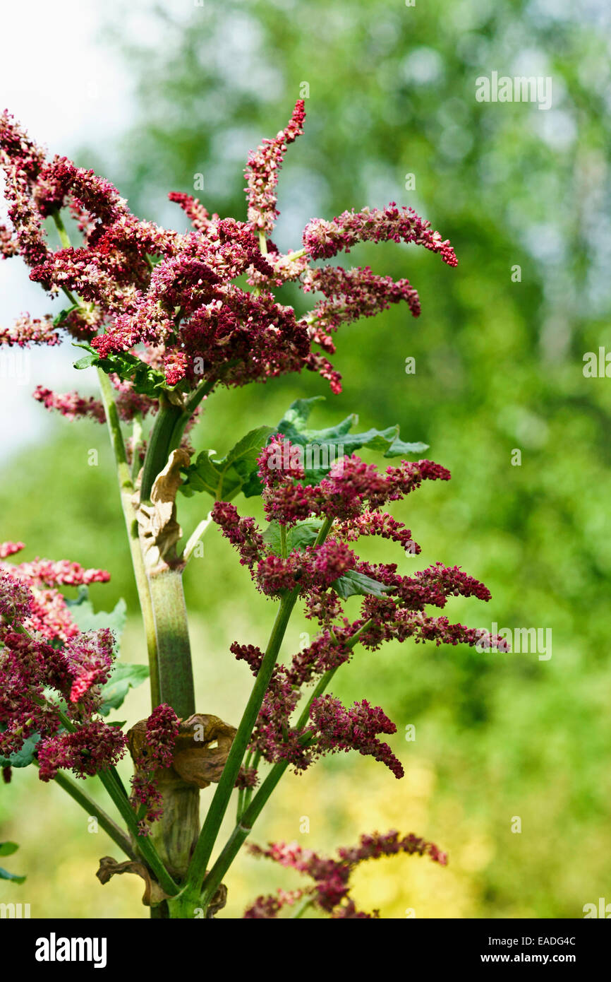 Chinese rhubarb, Rheum Palmatum, Pink subject Stock Photo - Alamy