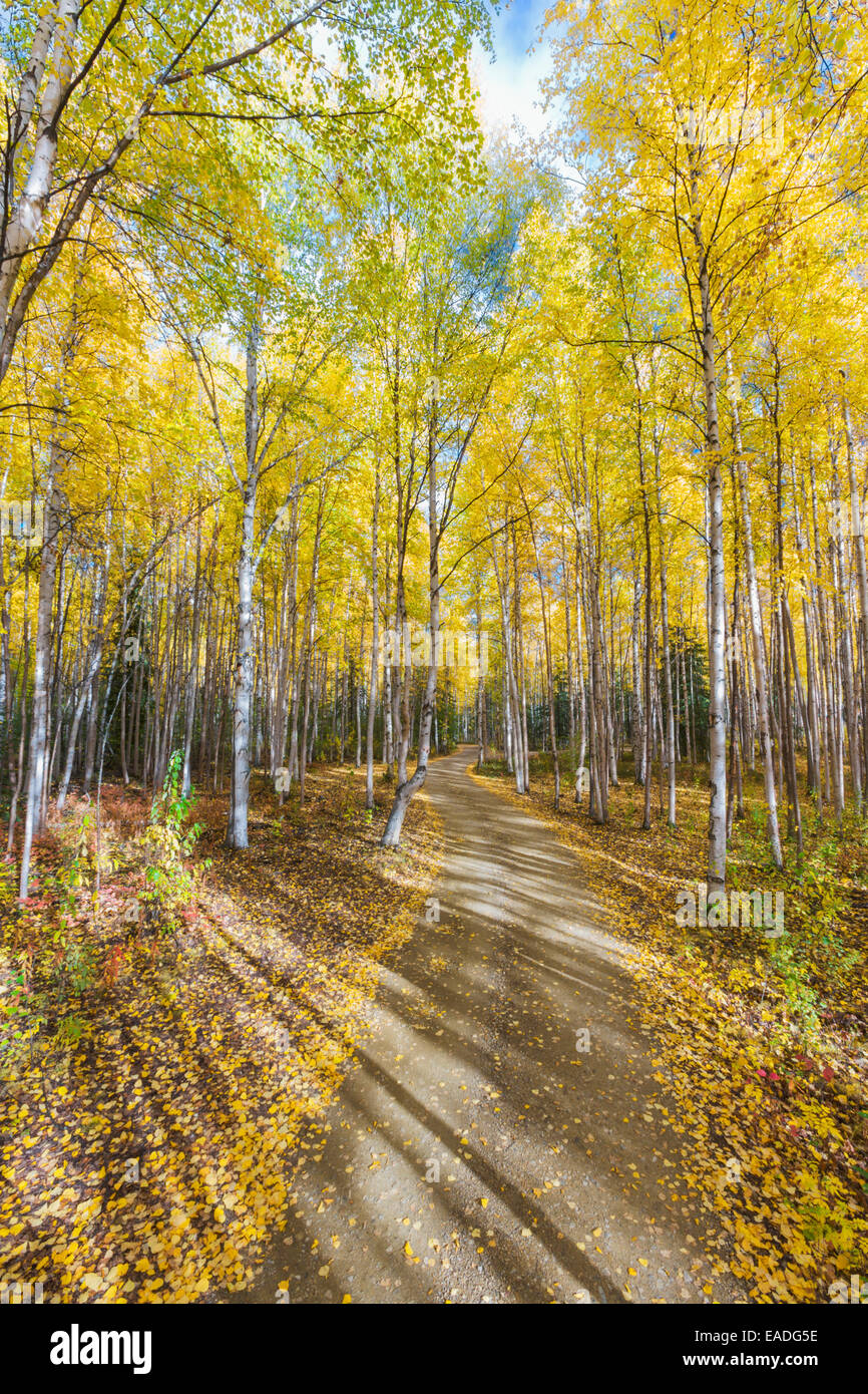 Landscape aspen autumn fall foliage leaves people road trees yellow hi ...