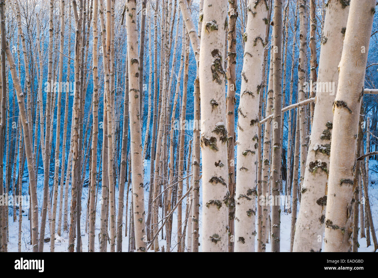 Alaska paper birch trees in hi-res stock photography and images - Alamy