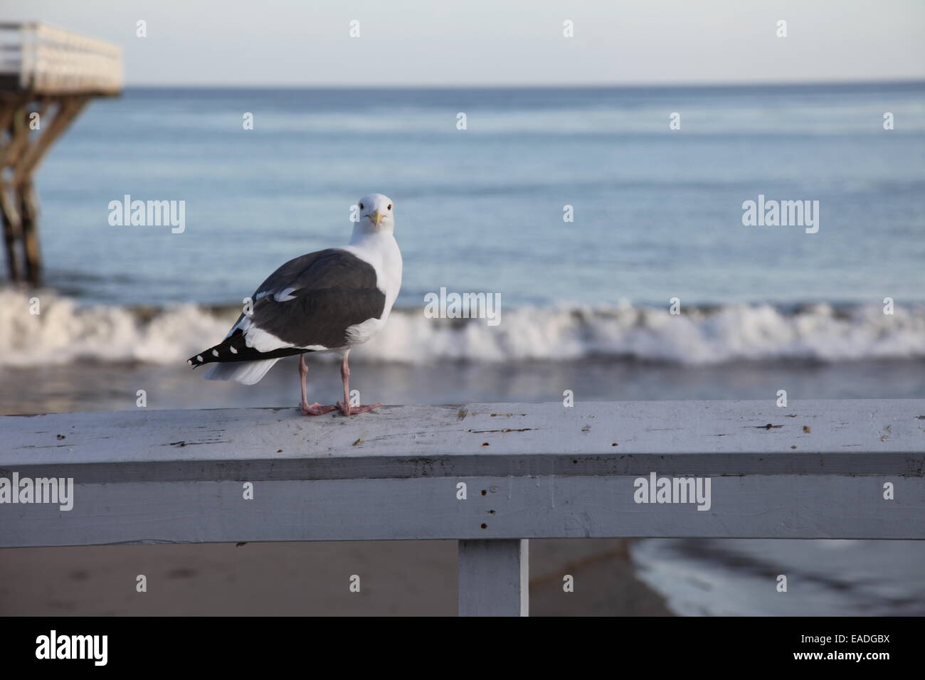 Malibu birds hi-res stock photography and images - Alamy