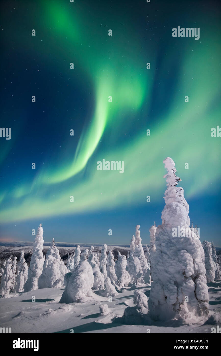 Trees with a load of snow in a forest hi-res stock photography and ...