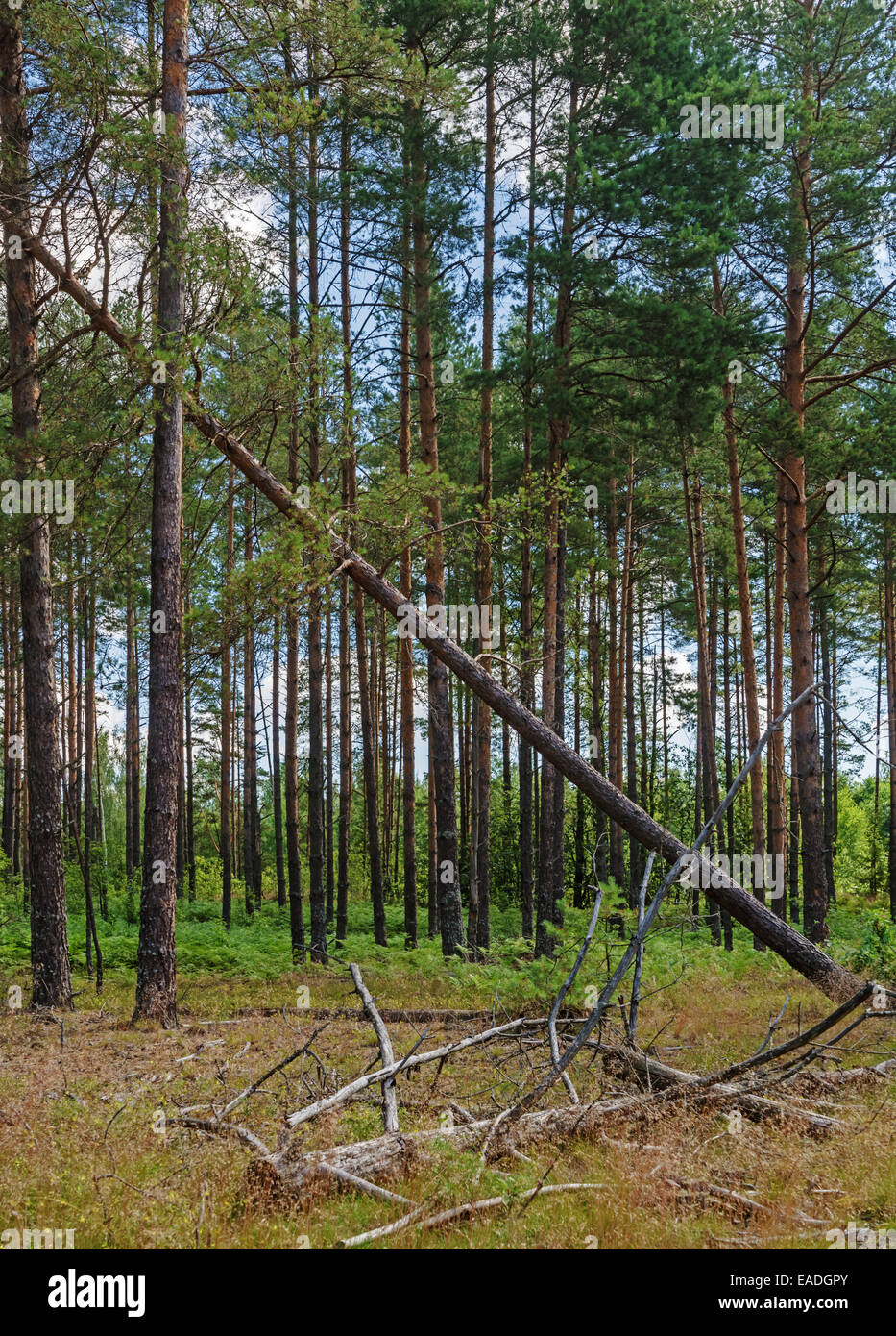 Sunny day in pine forest. Broken pines Stock Photo - Alamy
