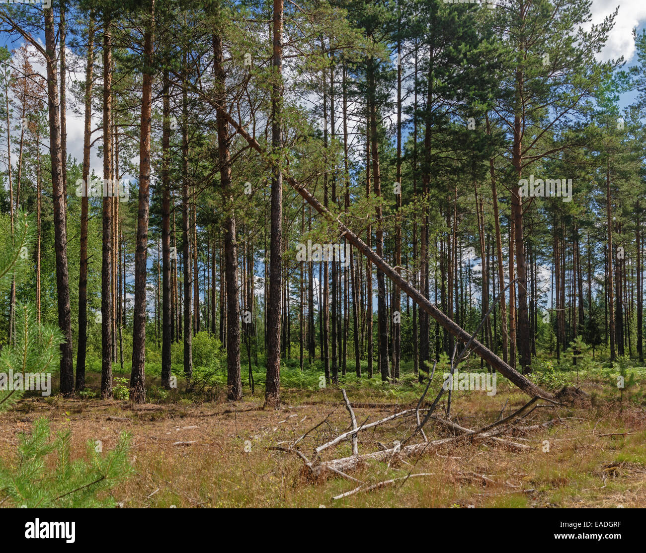 Sunny day in pine forest. Broken pines Stock Photo - Alamy