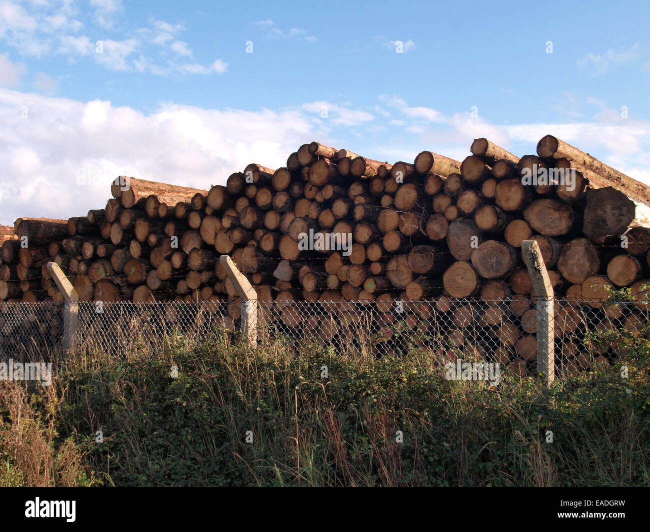 Large stack of logs behind a fence at an industrial logging area ...