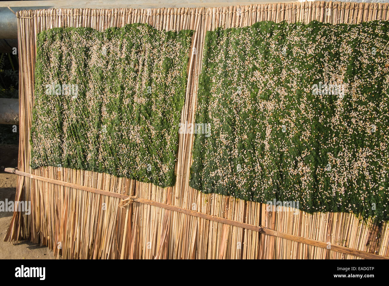 Drying River Seaweed in Luang Prabang, Laos, South East Asia, Asia ...