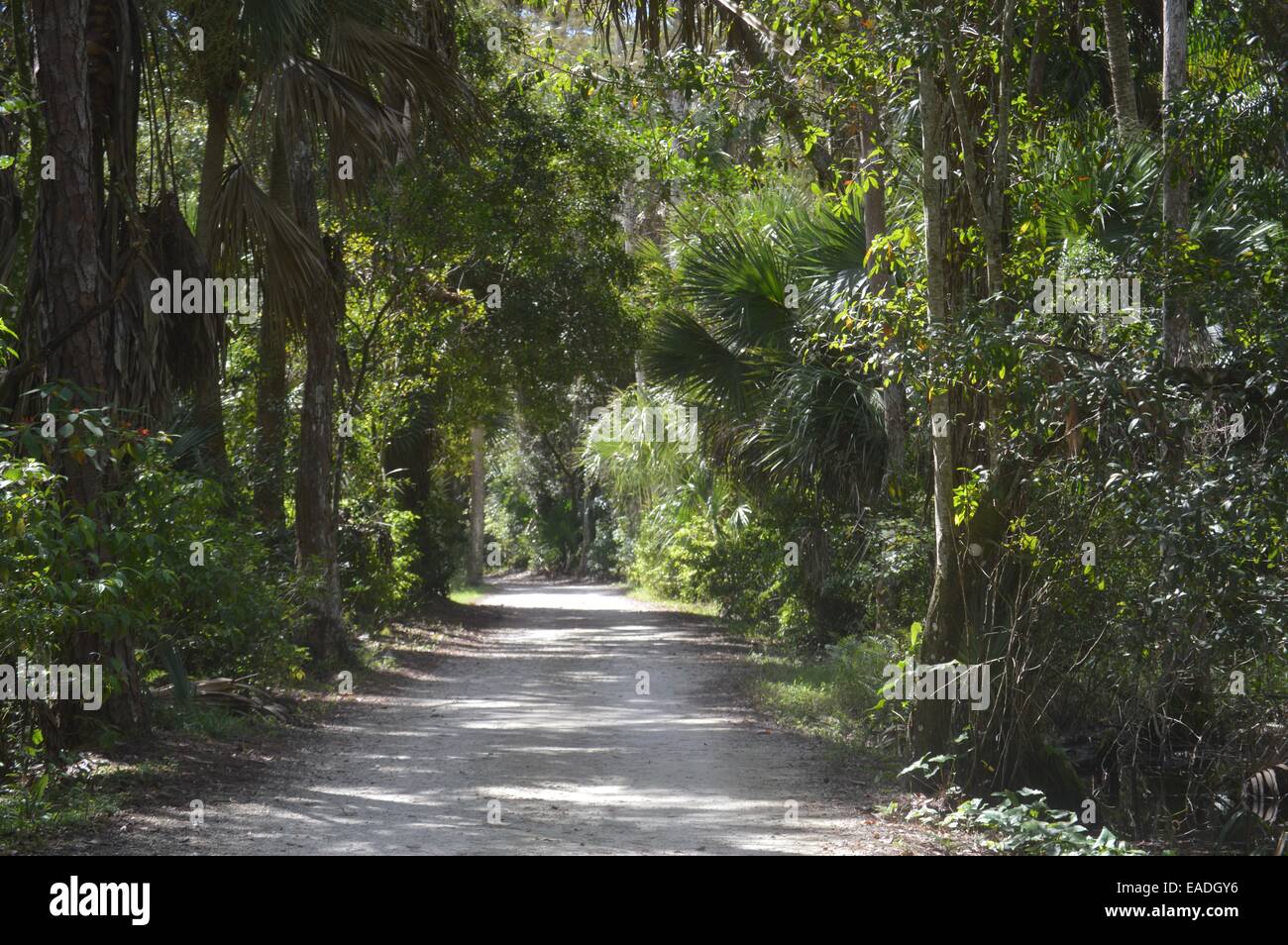 Hike palm trees tropical hi-res stock photography and images - Alamy