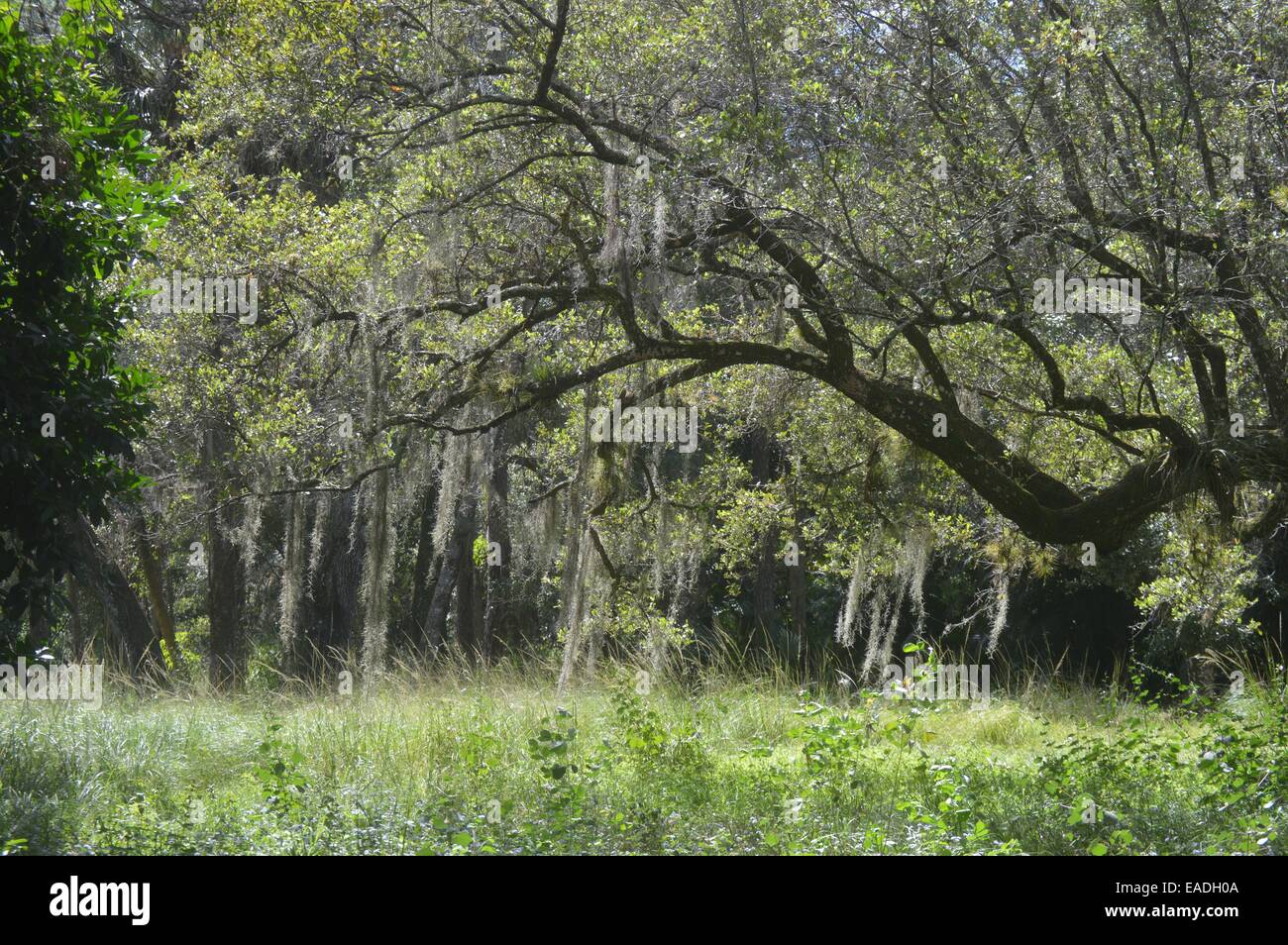 Spanish moss hanging from a southern oak tree Stock Photo - Alamy