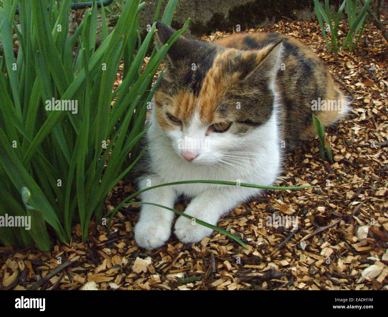 Three colors cat on the prowl on the garden Stock Photo - Alamy