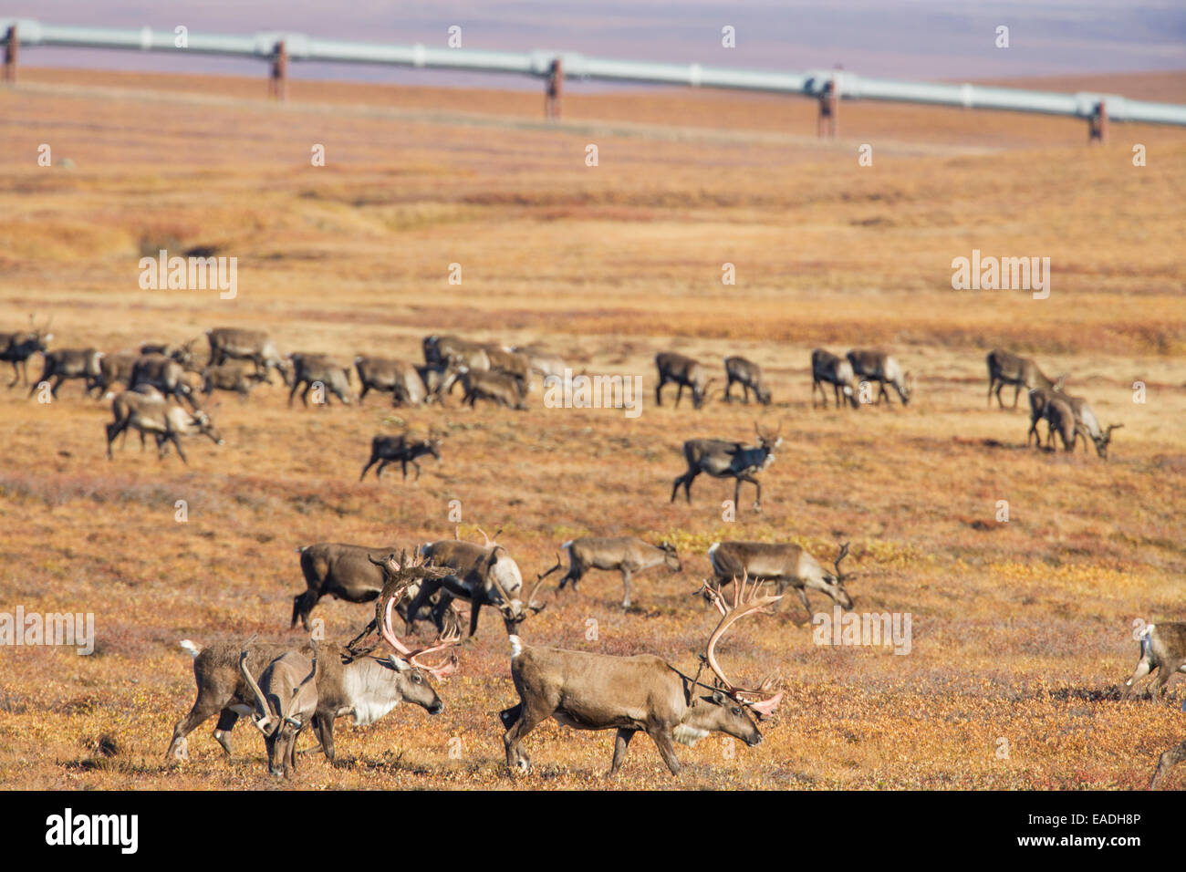 Trans alaska pipeline caribou hi-res stock photography and images - Alamy