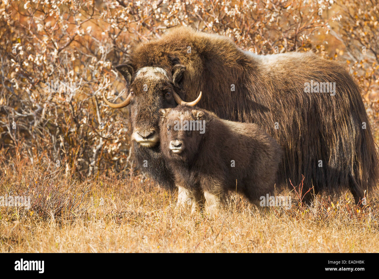 Baby Musk Ox In The Tundra